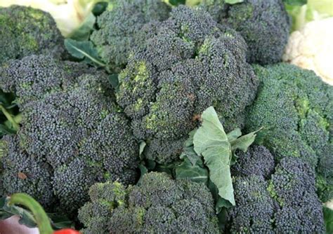 Колекционерът на влечуги Николай Петков пред България Днес Не