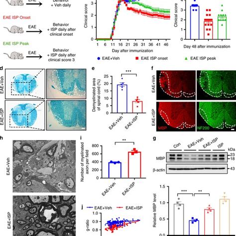 Isp Promotes Functional And Histological Recovery In Eae Mouse Model A Download Scientific