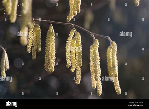 Catkins On Tree Stock Photo Alamy