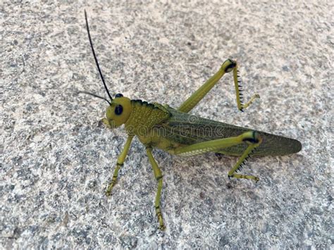 Grasshopper Testis Dissection Grasshopper Testis Dissection