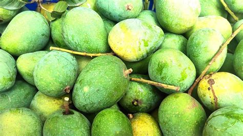 গোপাল ভোগ আম বিক্রি করা হবে যোগাযোগ করুন ০১৮৩৮৪৩১৩৭০ নাটোর বাগান Youtube