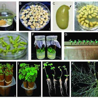 PDF An Efficient Agrobacterium Rhizogenes Mediated Hairy Root Transformation Method In A