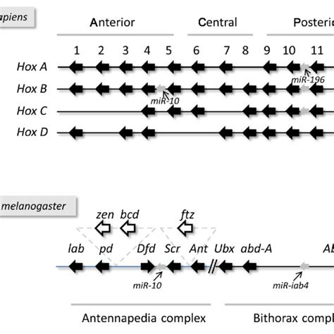 The Structural Organization Of The Pseudorabies Virus Genome The Download Scientific Diagram