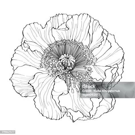 우아한 라인 양귀비 꽃 디자인 요소 청첩장 인사말 카드 배너를 위한 꽃 장식 에 대한 스톡 벡터 아트 및 기타 이미지 Istock