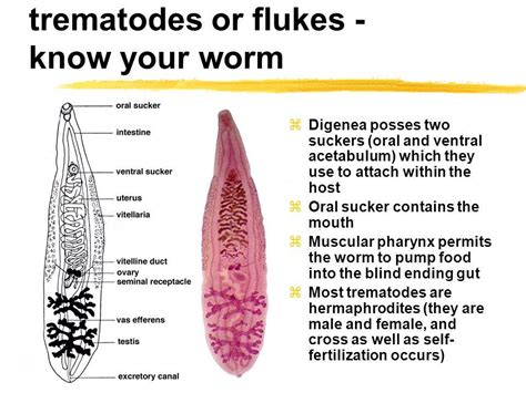 Trematodes Parasitic Infections