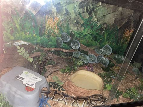 question r ballpython