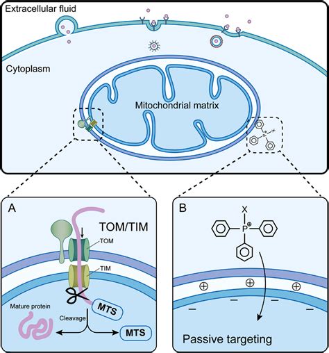 Unraveling Mitochondria‐targeting Reactive Oxygen Species Modulation And Their Implementations