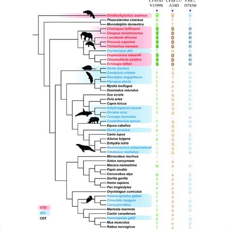 Specific Fixed Specific Amino Substitutions In Udt Mammals Udt