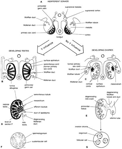 Reproductive Embryology Oncohema Key