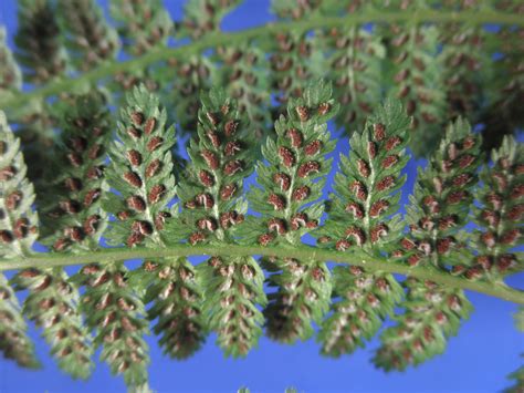 Athyrium Filix Femina Athyriaceae