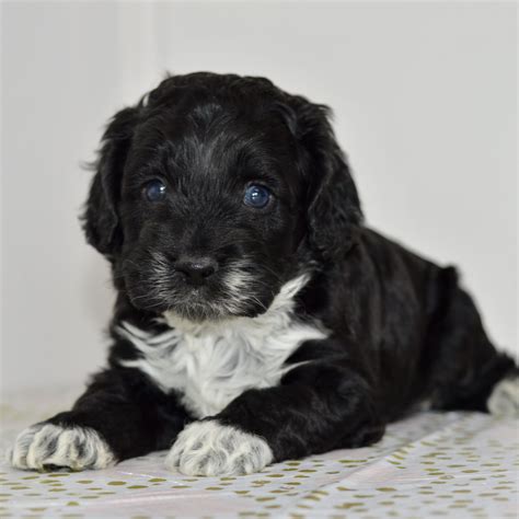Cockapoo Ridgetop Kennels