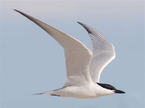 Gull Billedaustralian Tern Ebird