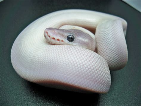Ball Python Wallpapers Top Free Ball Python Backgrounds Wallpaperaccess