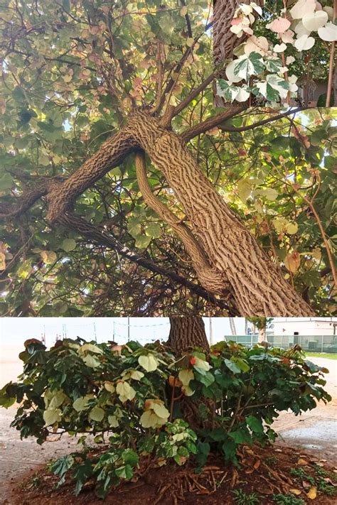 Hau Tree Talipariti Tiliaceum L Fryxell