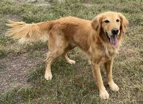 Glorious Golden Retriever For Adoption In Calgary Ab Meet Stanley