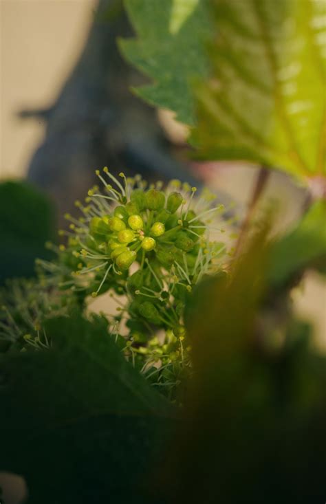 Askaneli · ასკანელი Added A New Photo Askaneli · ასკანელი