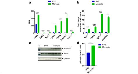 TGFβ signaling in primary microglia and BV cells a Transcriptional Download Scientific