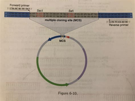 If Primer Sequences Are Not Chosen Carefully They Chegg Com