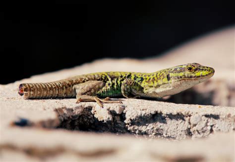 What Do I Do If My Lizards Tail Falls Off Vet Verified Causes Facts