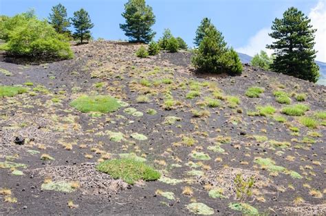 Premium Photo Green Grass On Slope Of Old Volcanic Crater
