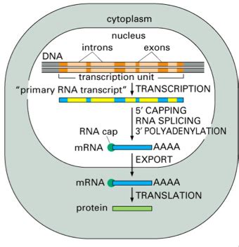 MCB Block RNA Metabolism Flashcards Quizlet
