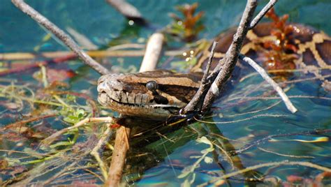 Hybrid Pythons Are Winning The Invasive Snake War In Florida Everglades
