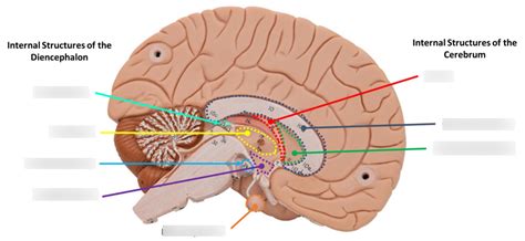 Structures Of Diencephalon Diagram Quizlet