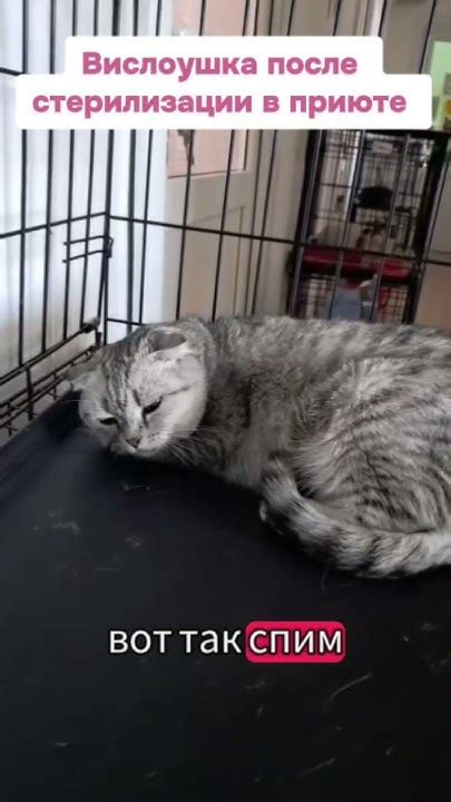 Спасённая с ямы Вислоухая шотландка г Семей сейчас в приюте после