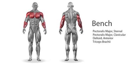 Bench Press Muscles Worked