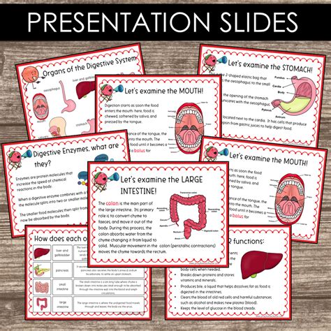 Montessori Inspired Digestive System Learning Packet Pinay