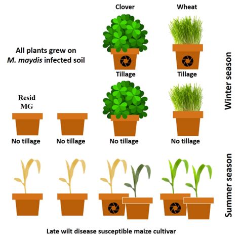 Crop Cycle And Tillage Role In The Outbreak Of Late Wilt Disease Of