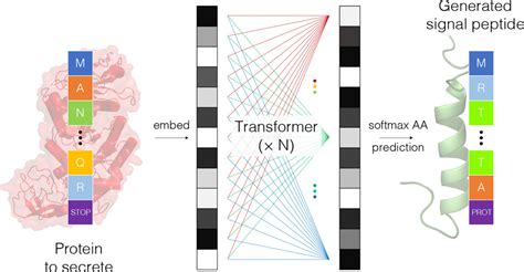 Signal Peptide Identification At Bessie Humble Blog