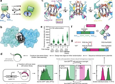 A Genetically Encoded Biosensor To Monitor Dyna