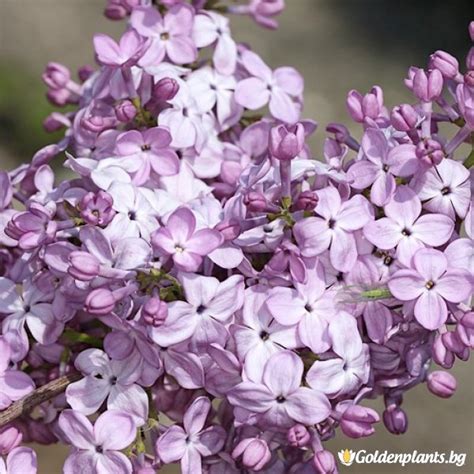 Люляк Хортензия