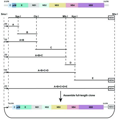 Schematic Diagram Of The Cloning Strategy To Construct Infectious Clone Download Scientific