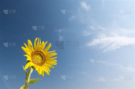 蓝天上一朵向日葵
