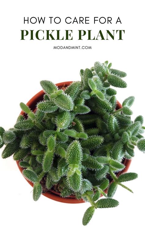 Pickle Plant Care How To Grow An Indoor Delosperma Echinatum Succulent