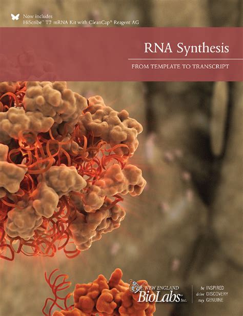 Neb Expressions 2021 Issue 3 Expressions Neb Expressions Rna Synthesis Mrna Capping