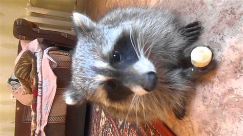 Raccoon Eating Banana Енот ест банан Youtube