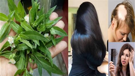 কেশরাজ গাছটি ব্যবহারে আপনার চুল ঘন কালো ও মজবুত হবে চুল পড়া বন্ধ