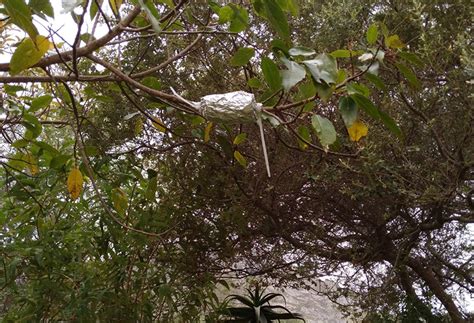 Looking Forward To A Successful Air Layering Propagation Overstrand