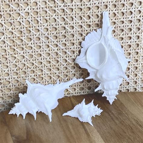 Murex Negrospinosus Small Buy Shells Online Shell Paradise