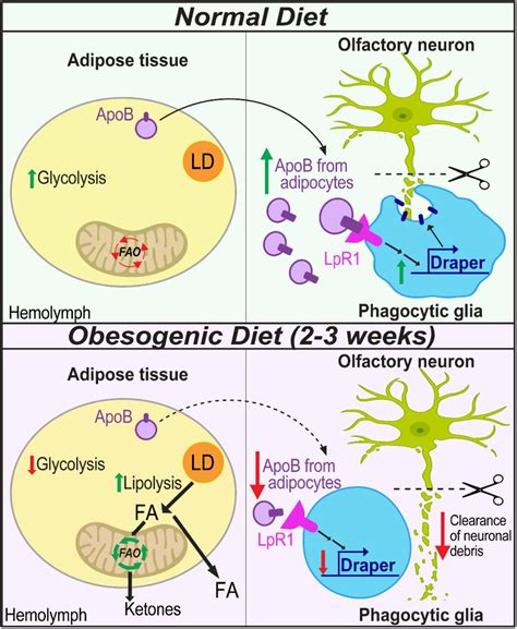 Adipocyte Metabolic State Regulates Glial Phagocytic Function Biorxiv