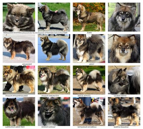 Finnish Lapphund Colours Caleebra Kennels Finnish Lapphund Colours Caleebra Kennels
