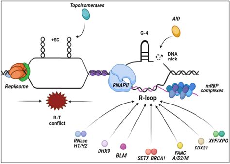 Schematic Detailing Senataxins Role In R Loop Resolution As Part Of