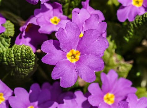 Primula Vulgaris Subsp Rubra Evvel Bahar Kocaeli Bitkileri