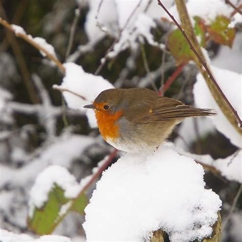 Robin Coombs Junglekeyfr Wiki