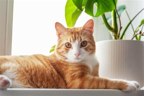 What Do Cat Fleas Look Like Great Pet Care