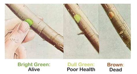 How To Do The Scratch Test To Know If A Shrub Or Tree Is Alive Wilson