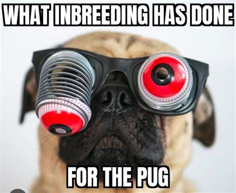 The Best Inbreeding Memes Memedroid